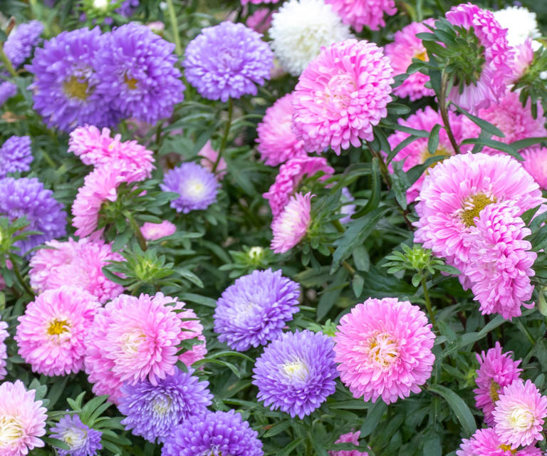 How to grow and care for asters – extend your yard's color palette with ...