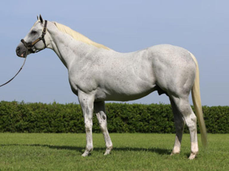 Too Much Bling, Havanah Goodtime Among Newest Inductees To Texas Hall ...