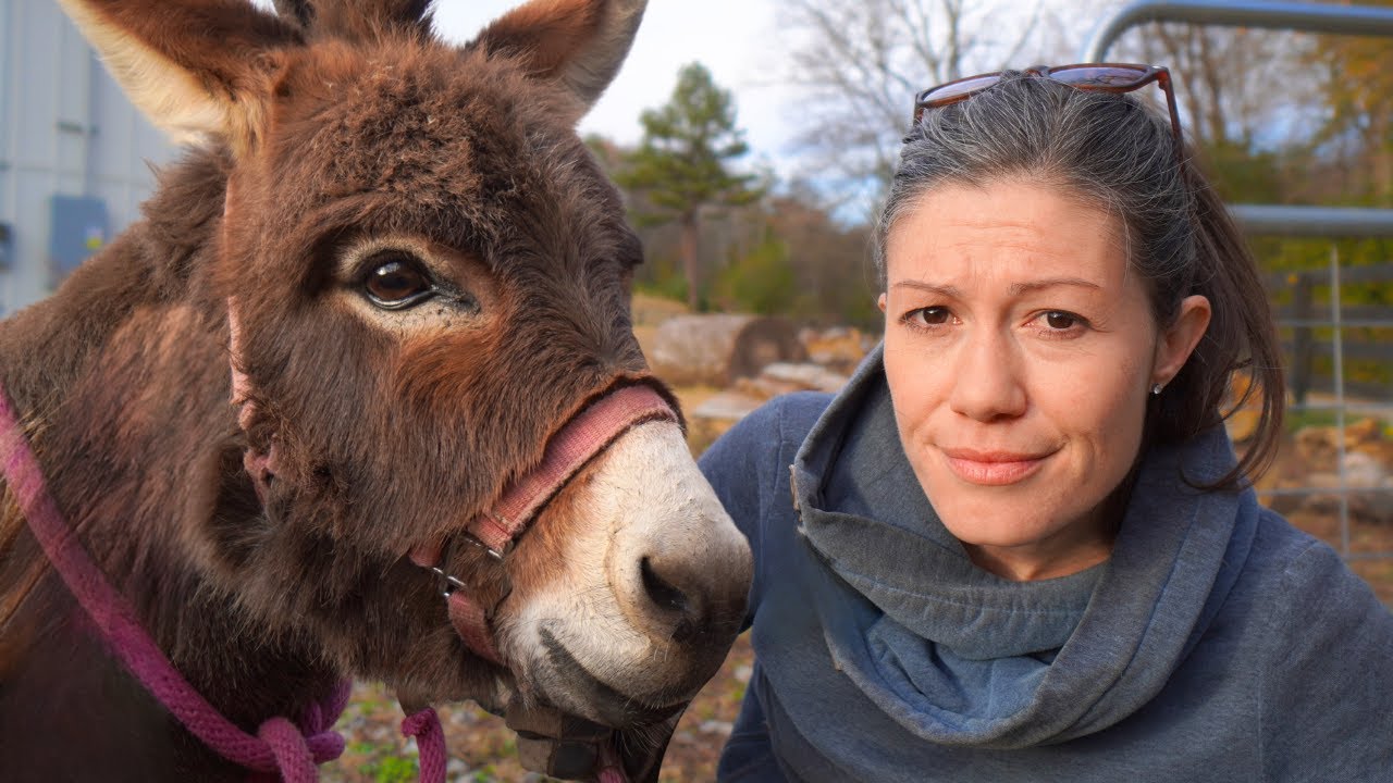 Please Don’t Get a Donkey