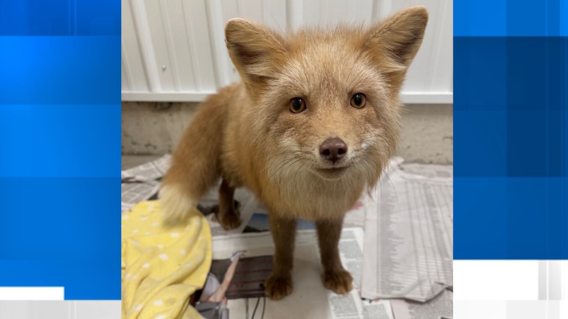 Animals rescued from horrific conditions at an Ohio fur farm have made ...