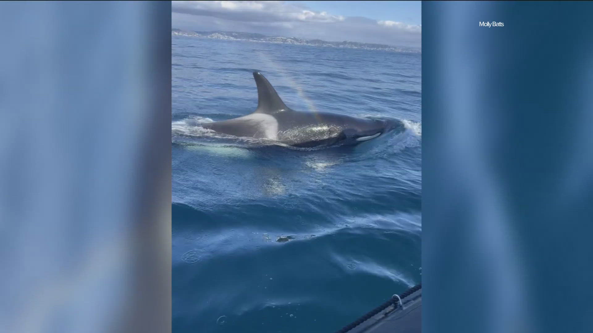 Newport Beach whale watchers gets close look at Orca pods
