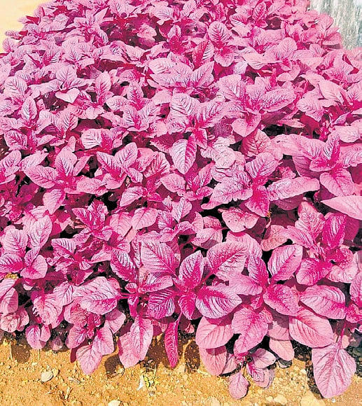 Viyyur Prison farms success with 50-tonne veg harvest