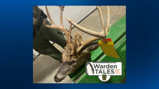 Man pleads guilty to illegally killing 16-point buck in Allegheny County