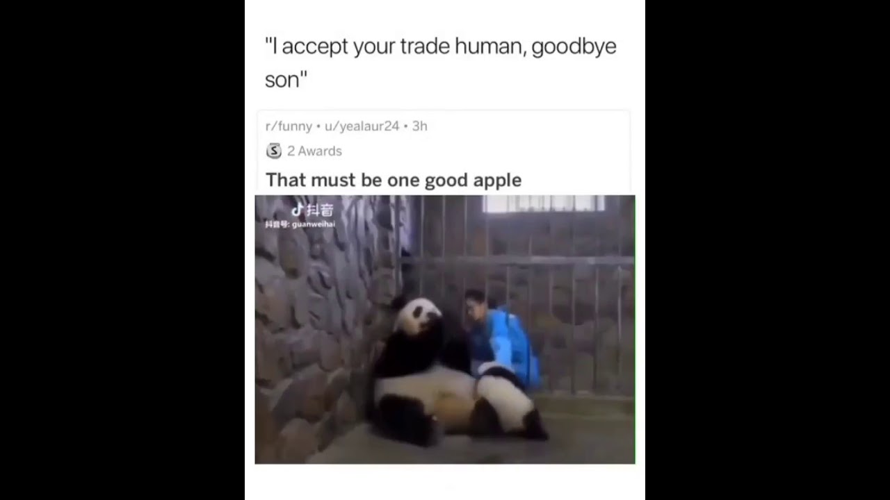 Amazing Panda Shows Off By Giving Baby Away