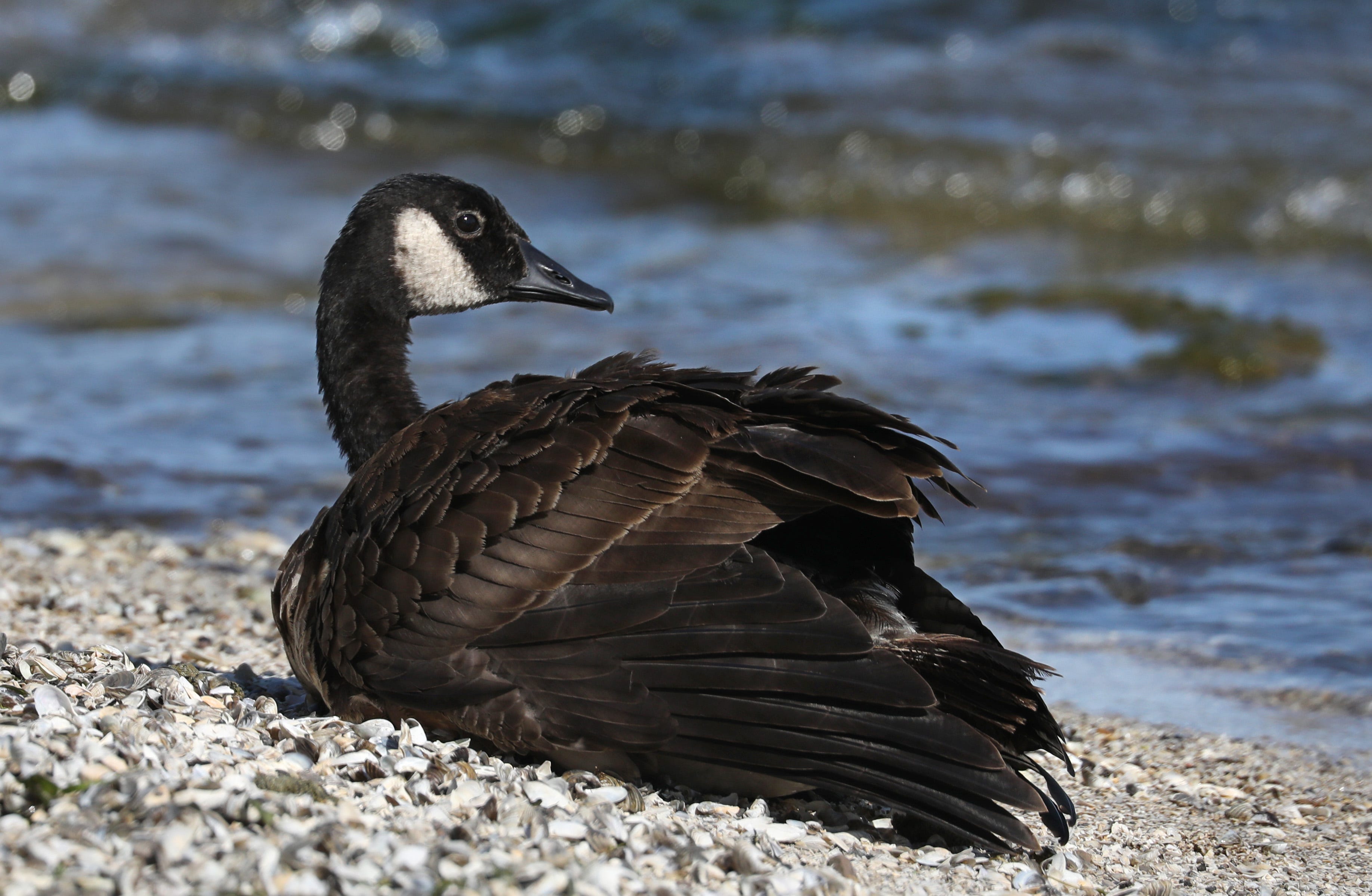 12 Canada geese found dead in Mount Pleasant taken by state DEC for ...