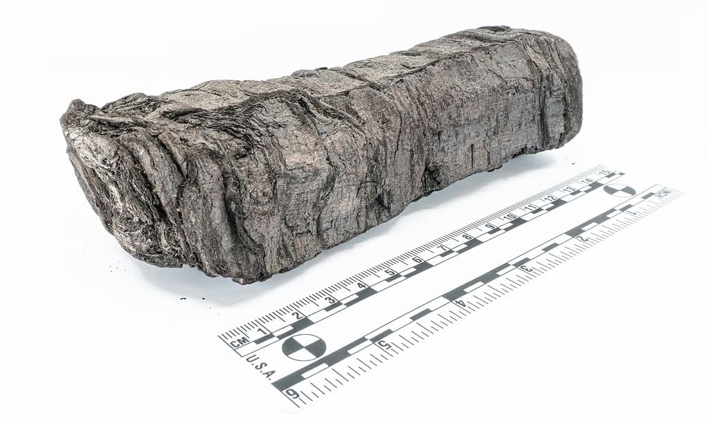 This Ancient Roman Scroll Was Burned to A Crisp 2,000 Years Ago. Now ...