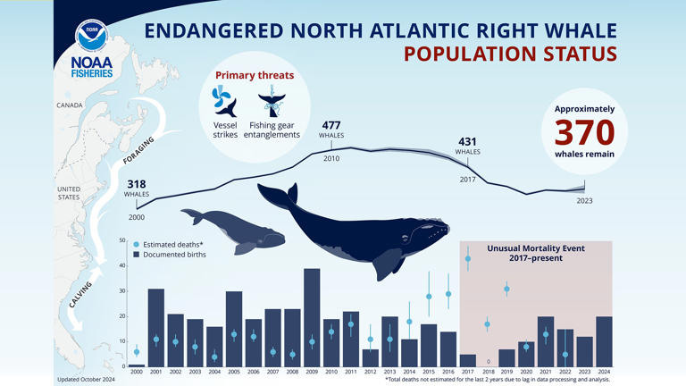 Whale Of A Tale: Very Rare North Atlantic Right Whales Spotted Near ...