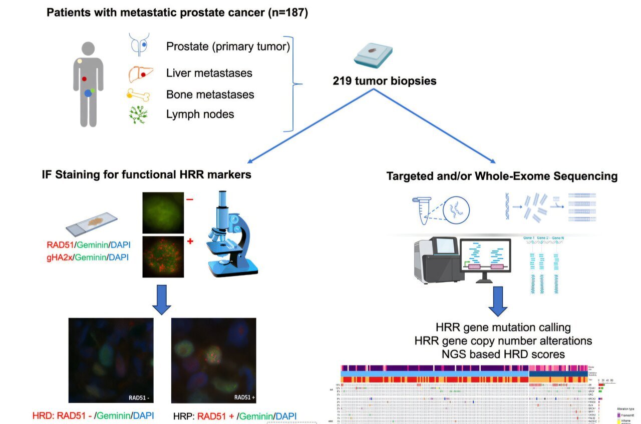 RAD51 biomarker could complement next-generation sequencing in ...