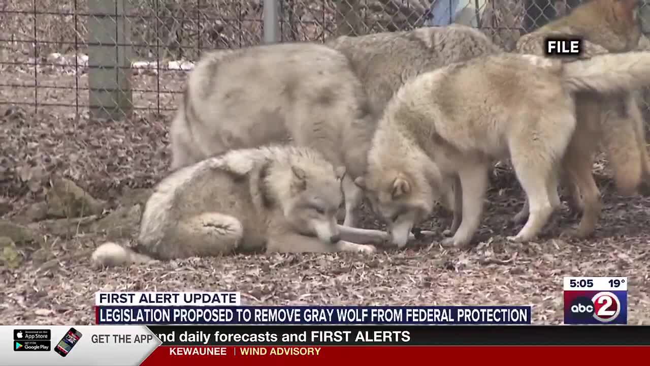 Legislation proposed to remove gray wolves from federal protection