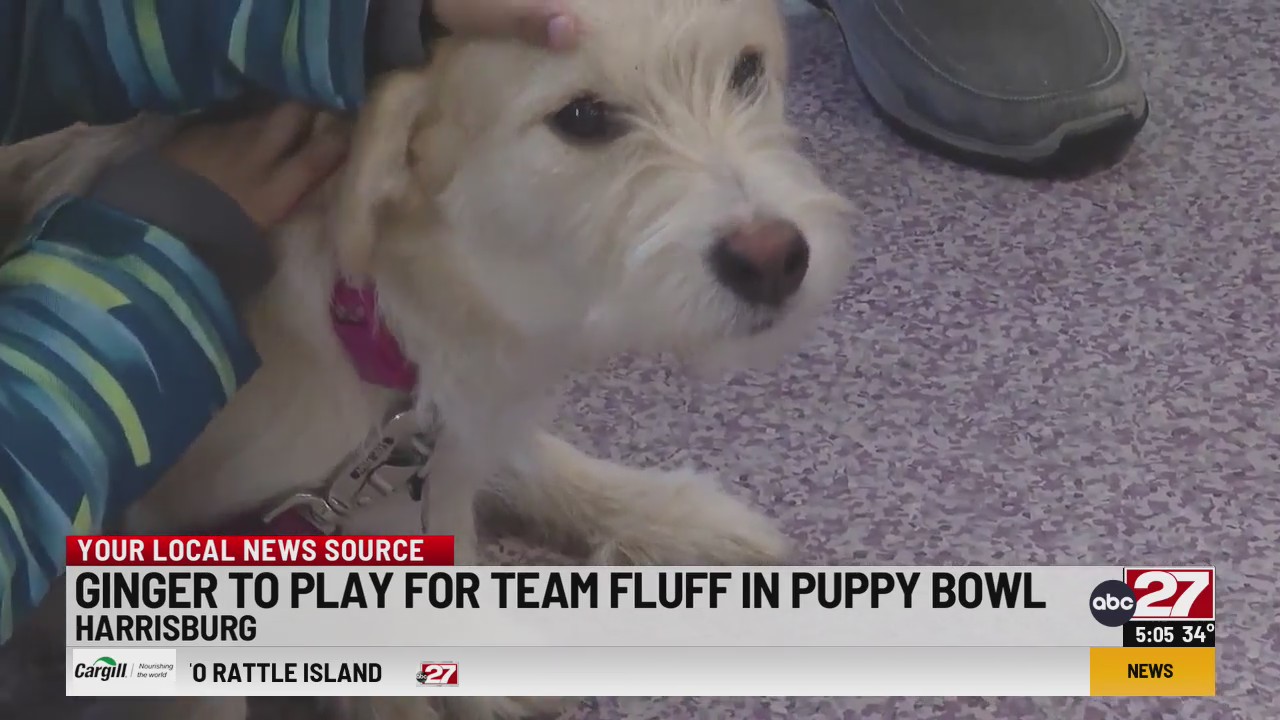 Harrisburg Humane Society's Ginger to play for Team Fluff in Puppy Bowl