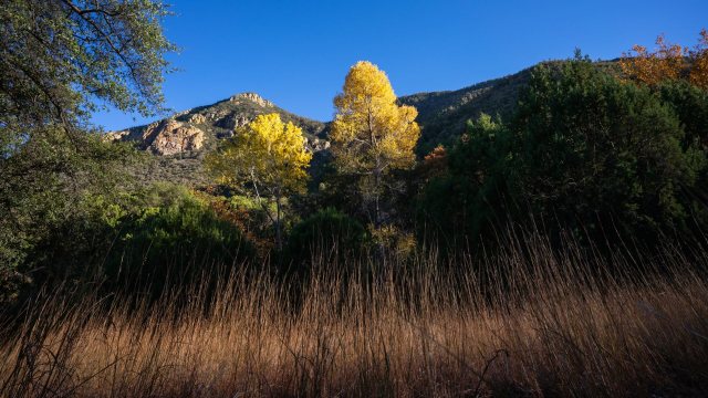 Trail cameras catch sight of rare predator thought to be extinct in US ...