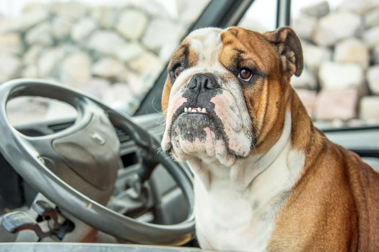 Bulldog Unwittingly Locks His Family Out of the Car, and His Expression ...
