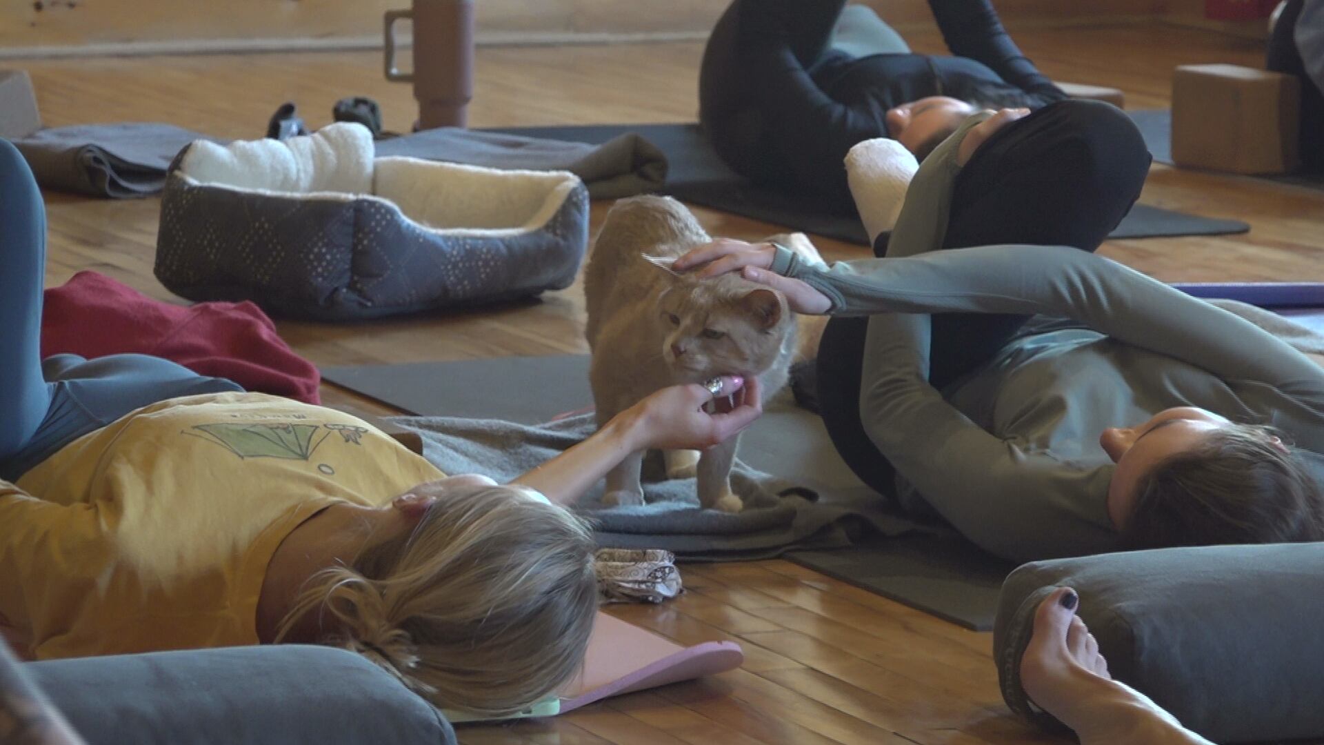 Brewer yoga studio partners with animal shelter for Cat Yoga classes
