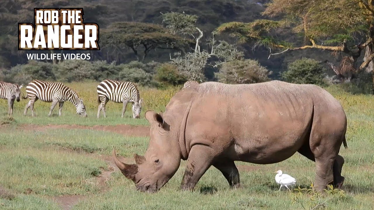 Witness white rhino bulls tracking a scent in Lake Nakuru