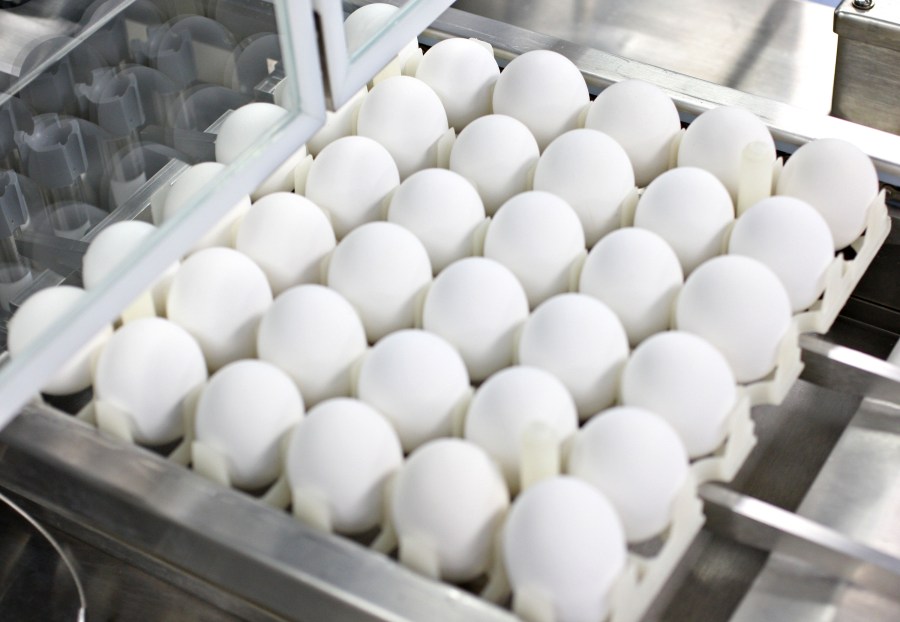 Pennsylvania egg theft: Company reponds after 100,000 eggs stolen
