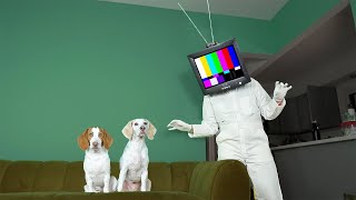 Dogs vs TV head prank real life funny Maymo & Potpie test TV