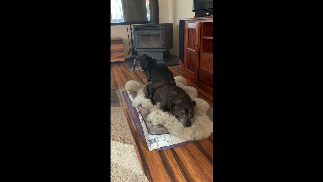 Every Dog Has a Favorite Spot