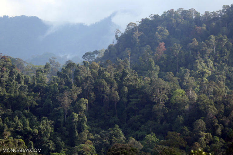 Indonesia targets 2.3m hectares of protected forests for food & biofuel ...
