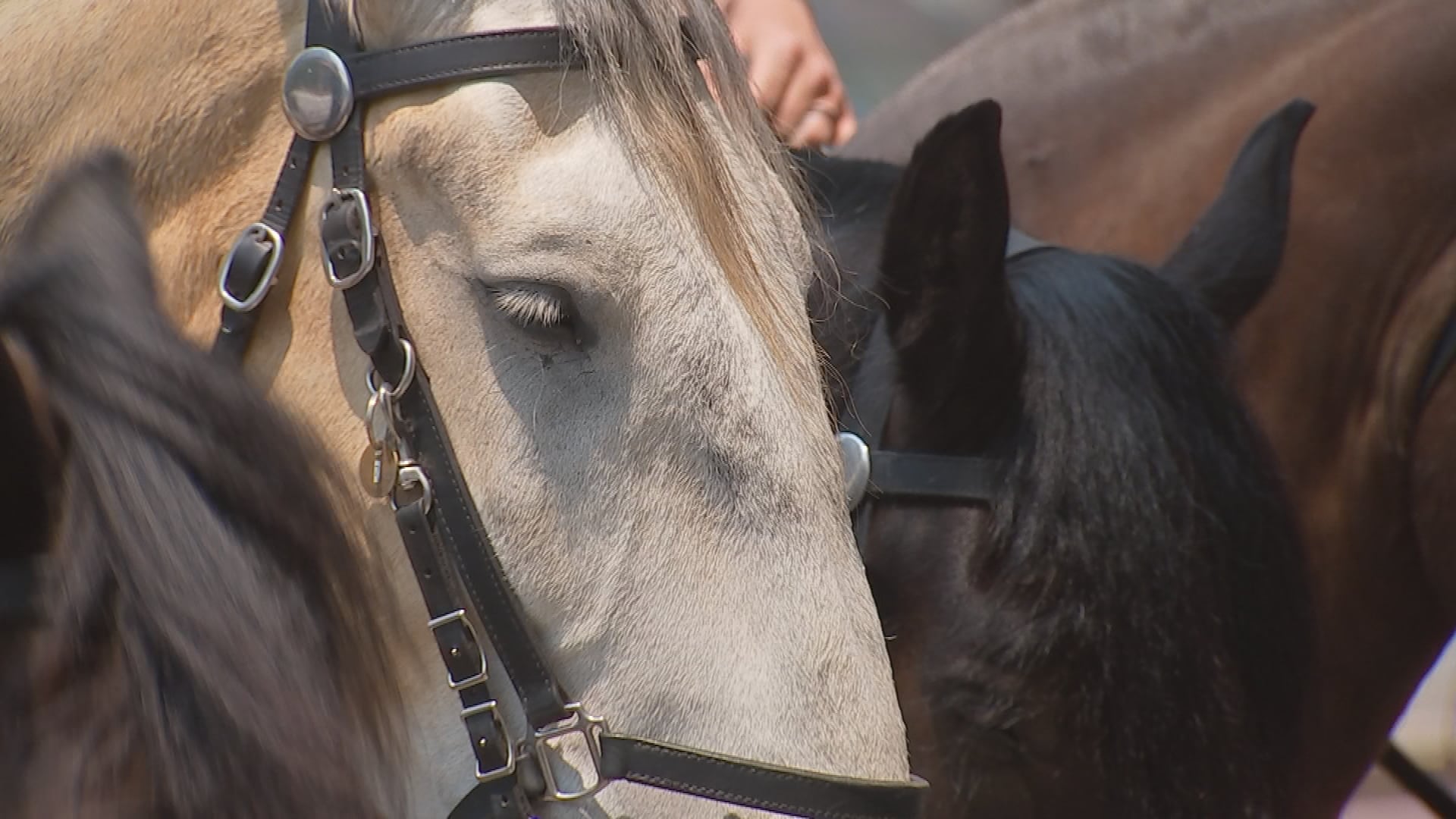 11 Investigates: Men who started Pittsburgh police’s mounted unit react ...