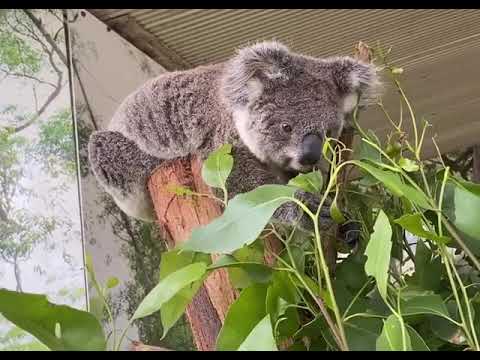 Amazing Koalas Eating Eucalyptus Leaves for Energy
