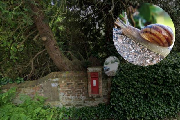Plans to remove post box because mail keeps being eaten by snails