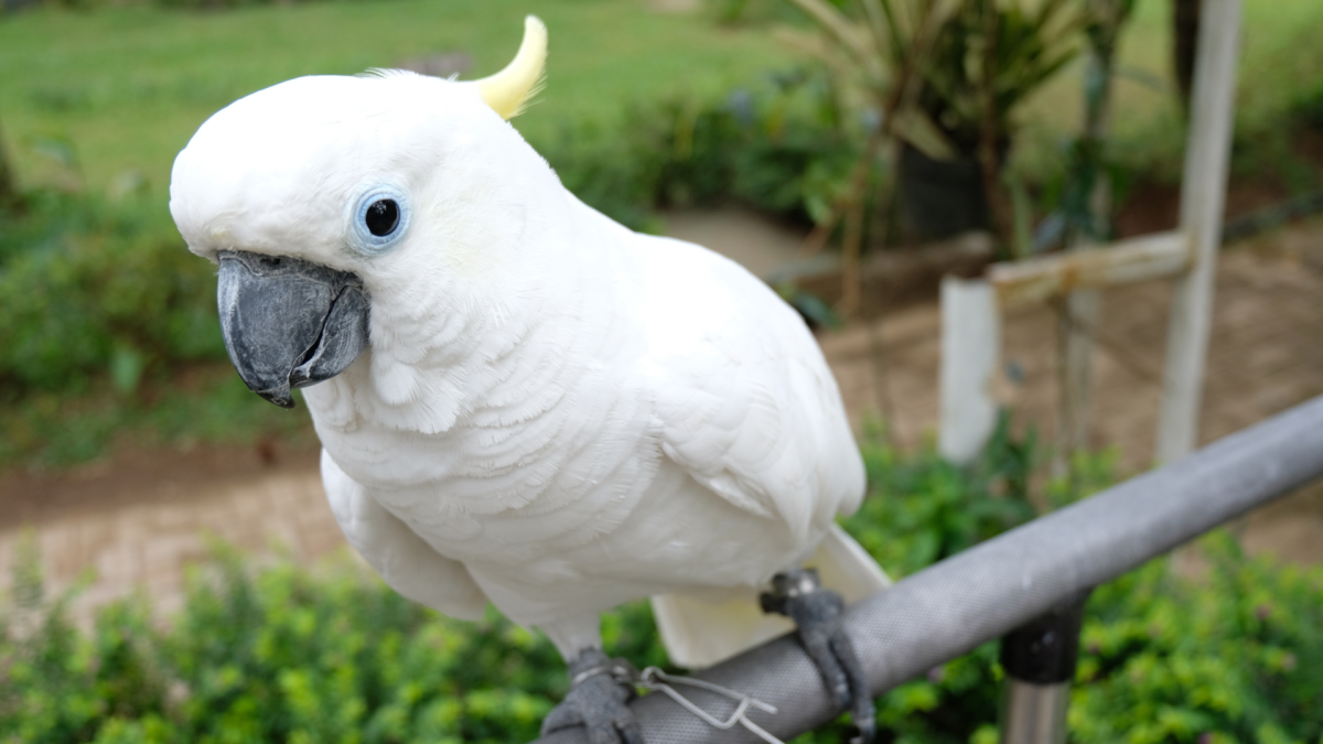 Cockatoo's Cute Way of Declaring He's a 'Good Boy' Is Impossible to Deny