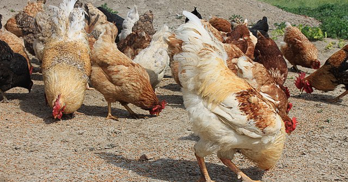 Britain’s Bizarre Cold War Plan to Use Chickens for Nuclear Mines