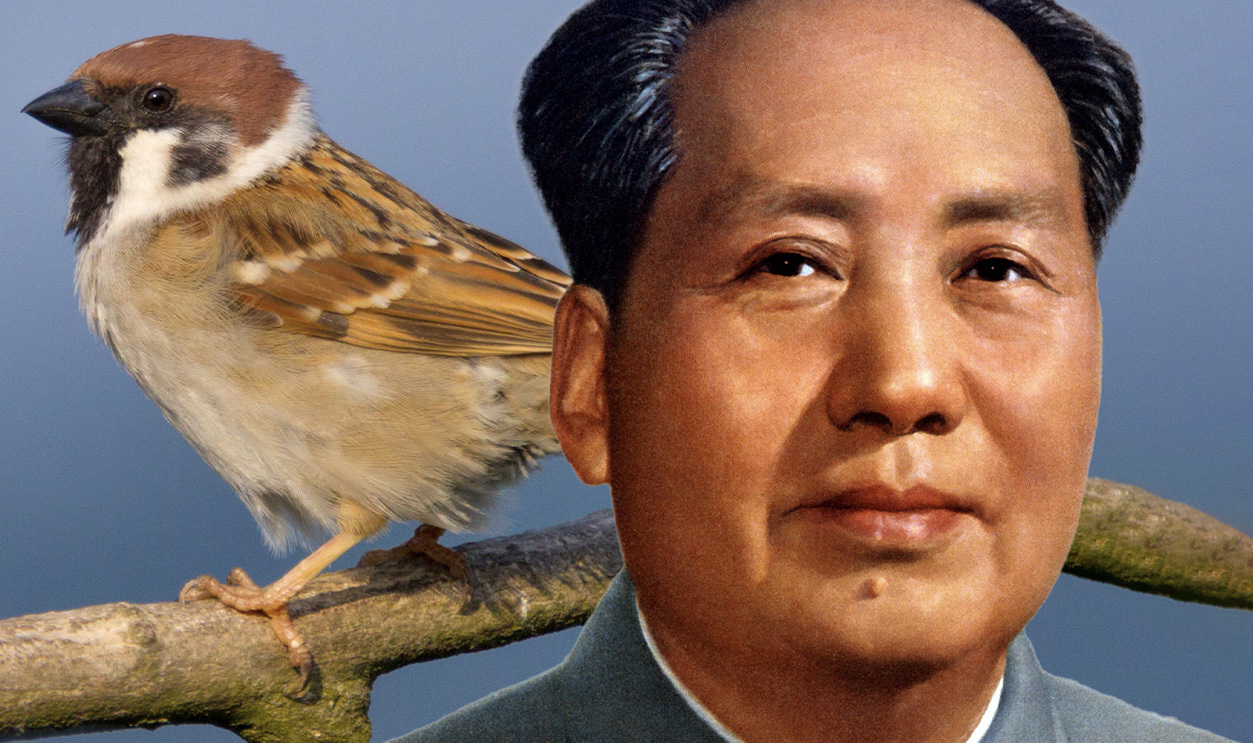 When Mao Zedong ordered the extermination of all sparrows in China, he ...