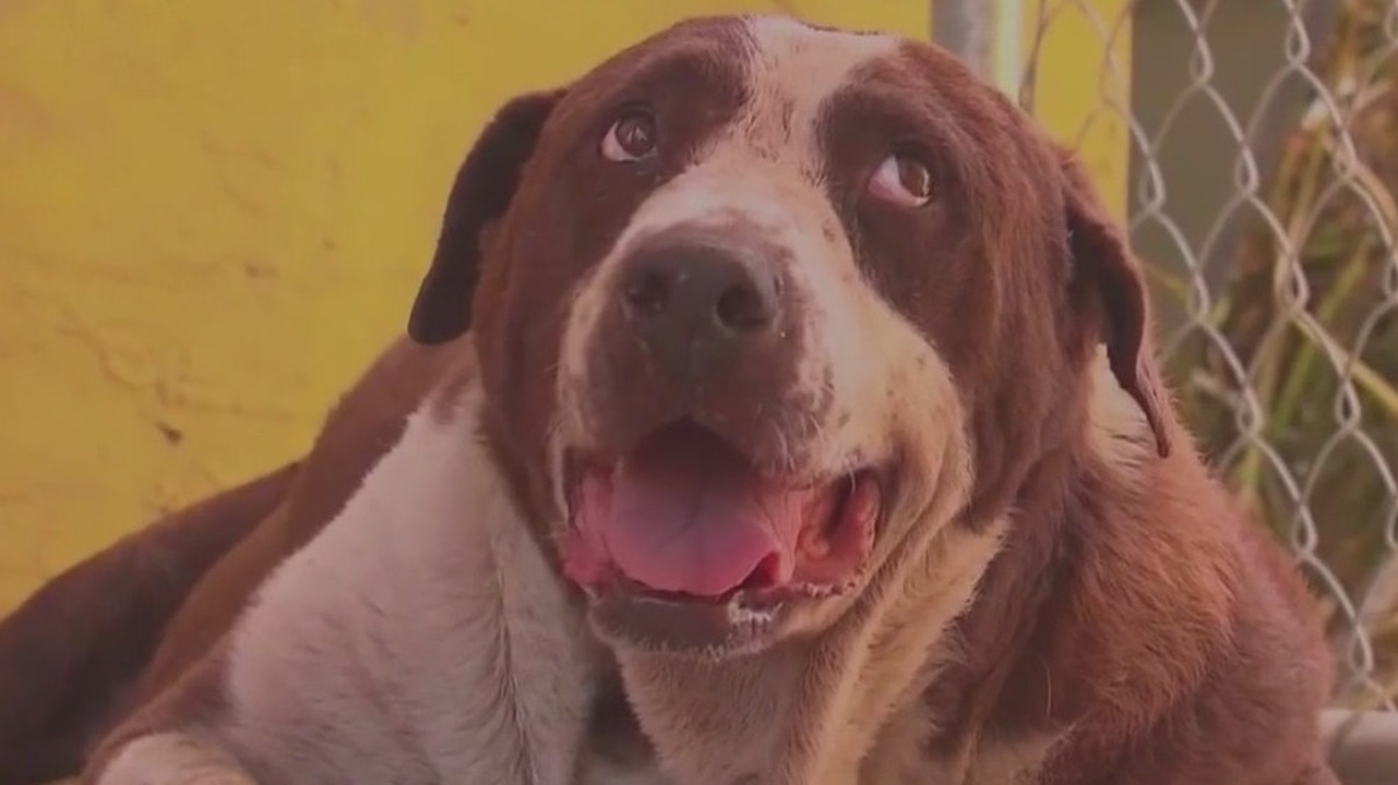 Dog valley fever vaccine could be ready by end of 2025