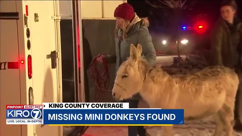 VIDEO: Missing Mini Donkey's Found