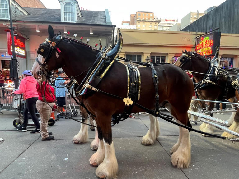 Famous Budweiser Clydesdales make beer deliveries on Bourbon Street