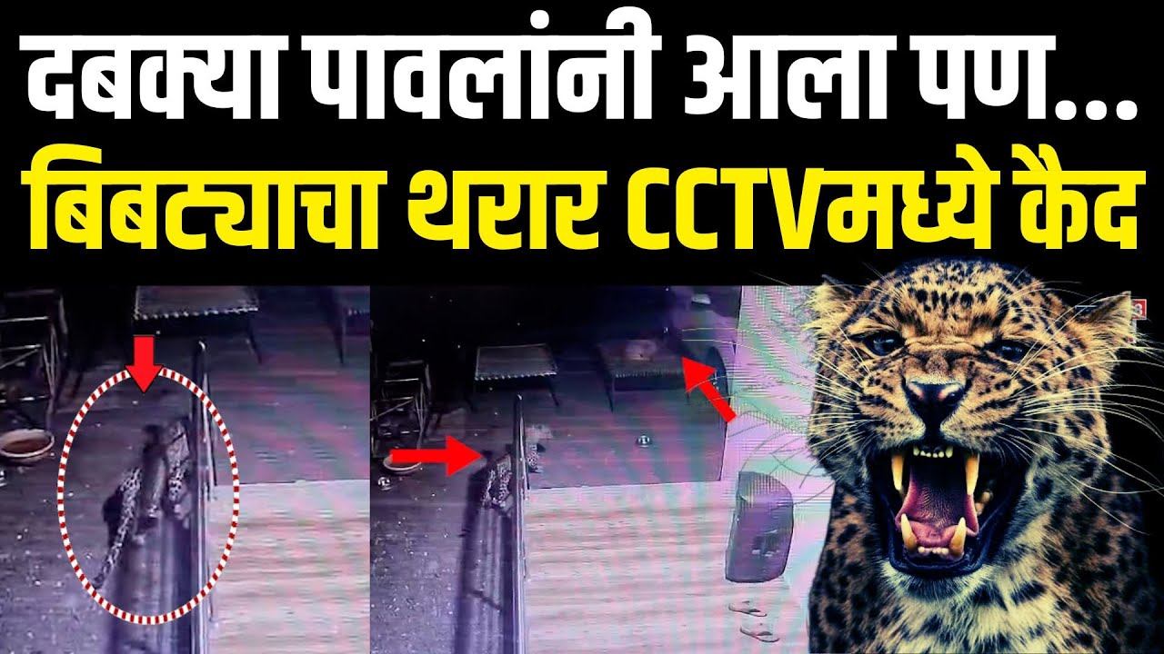 Nashik Bibtya CCTV: बिबट्या हळूच शिकार करणार होता पण धूम ठोकावी लागली ...
