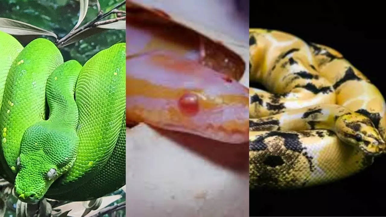 10 expensive snakes in the world including Green Tree Python, Sunset ...