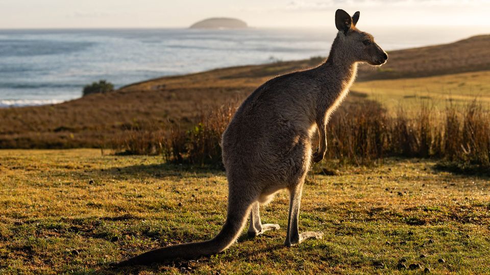 Scientists produced world’s first kangaroo embryo through IVF. It has ...
