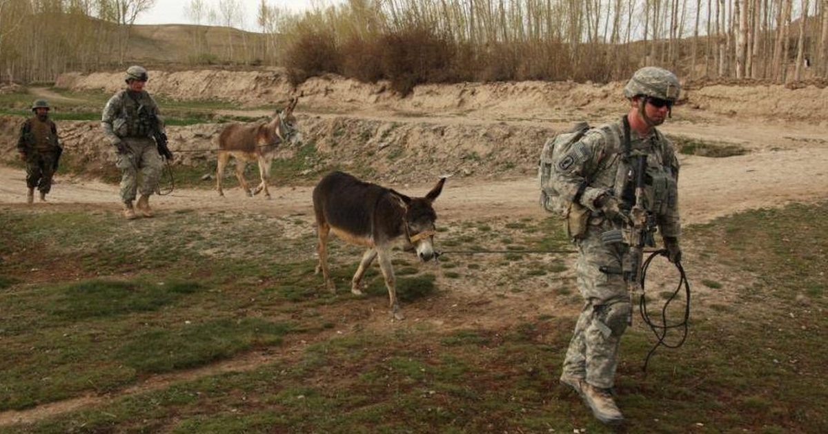 Russian Troops Forced to Use Donkeys as Military Transport