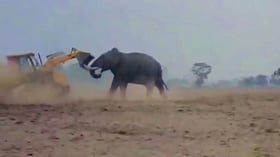 In Another Elephant Attack, Provoked Jumbo Charges On JCB Machine In ...