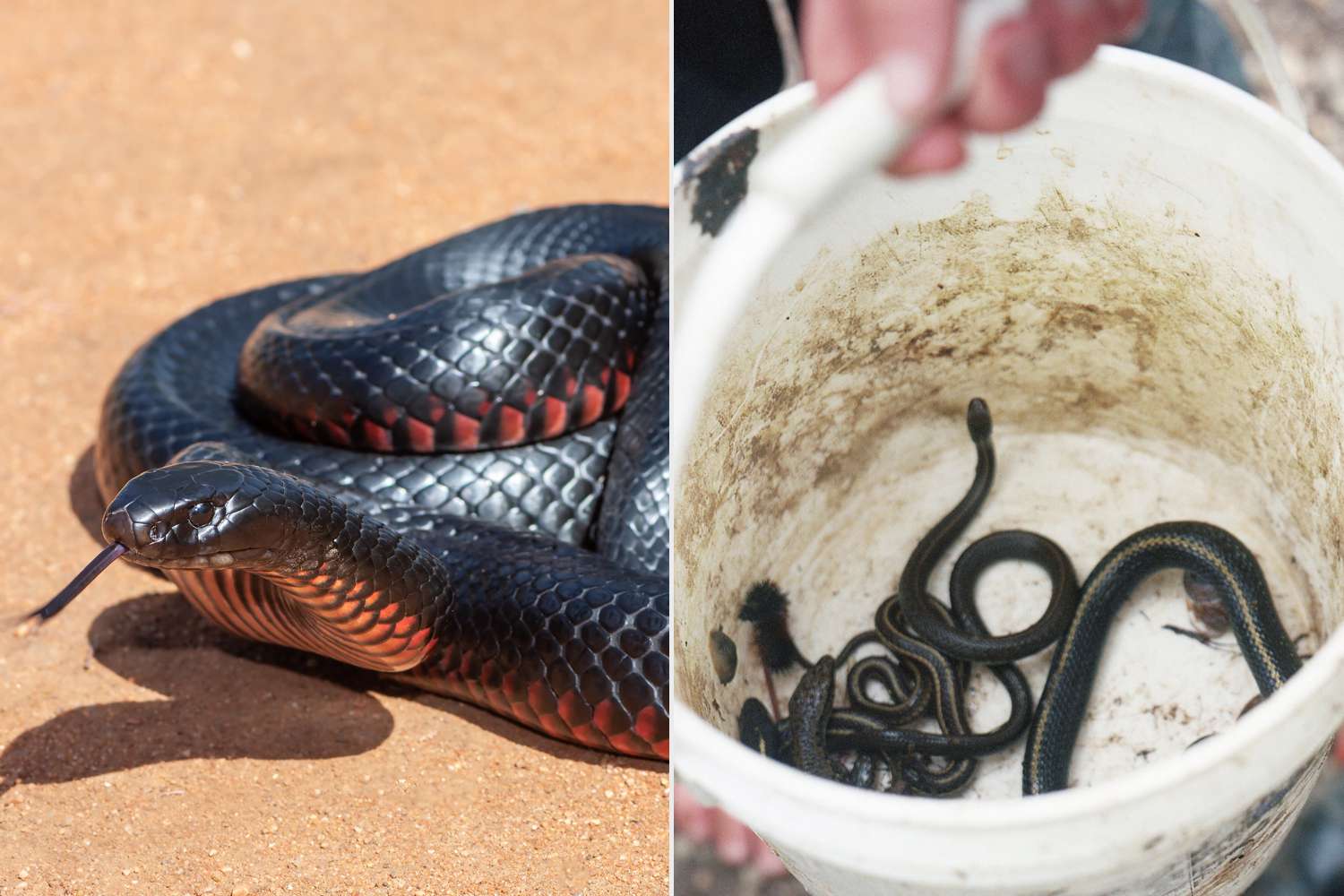 Expert Pulls 'Snake After Snake' — 102 in Total — from Property After ...