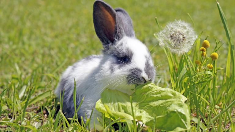 Rabbits may have a surprising source of calcium — eating their own teeth