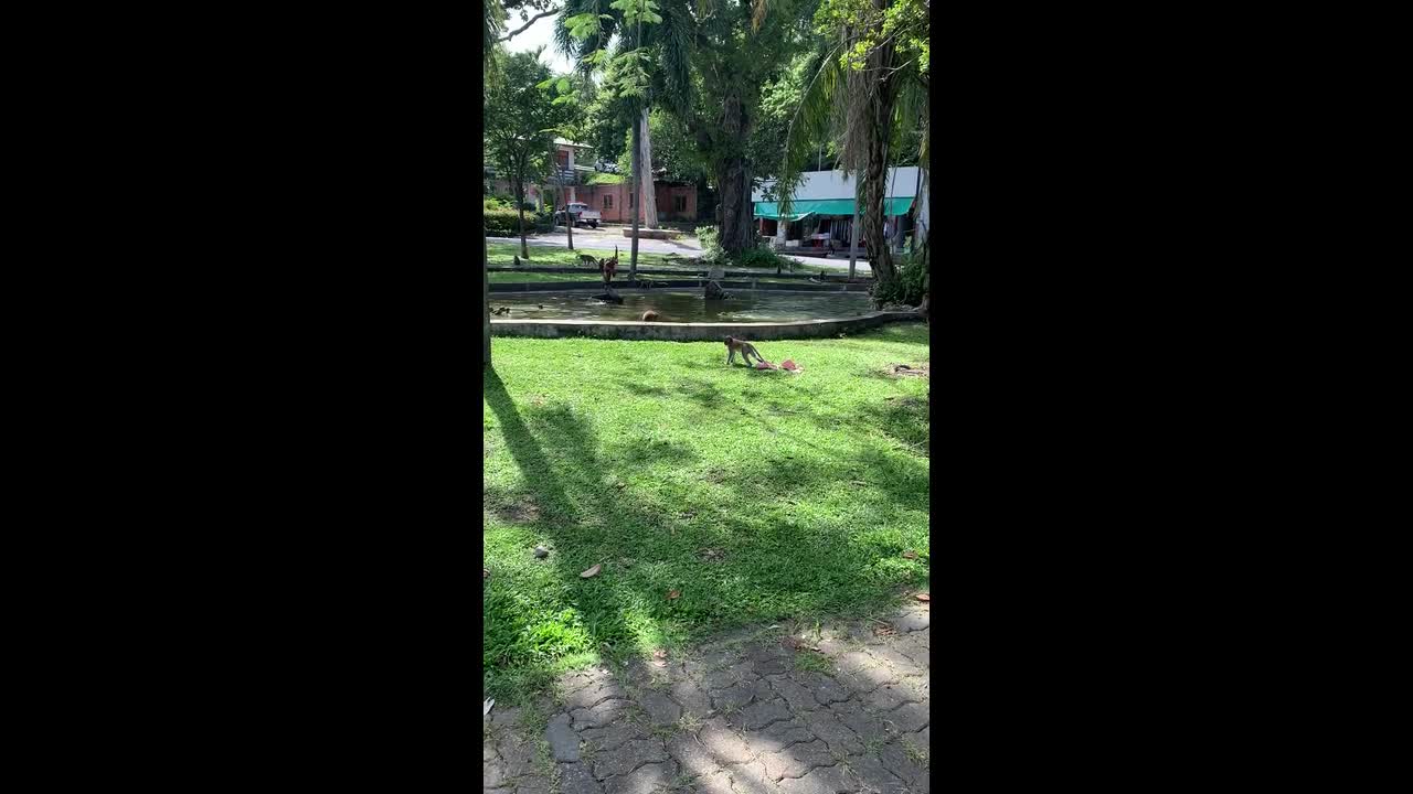 Cheeky monkey takes off with woman's bra