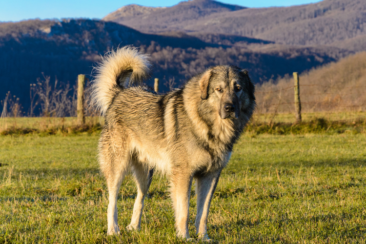 18 Fierce Dogs Powerful Enough To Take A Stand Against A Wolf