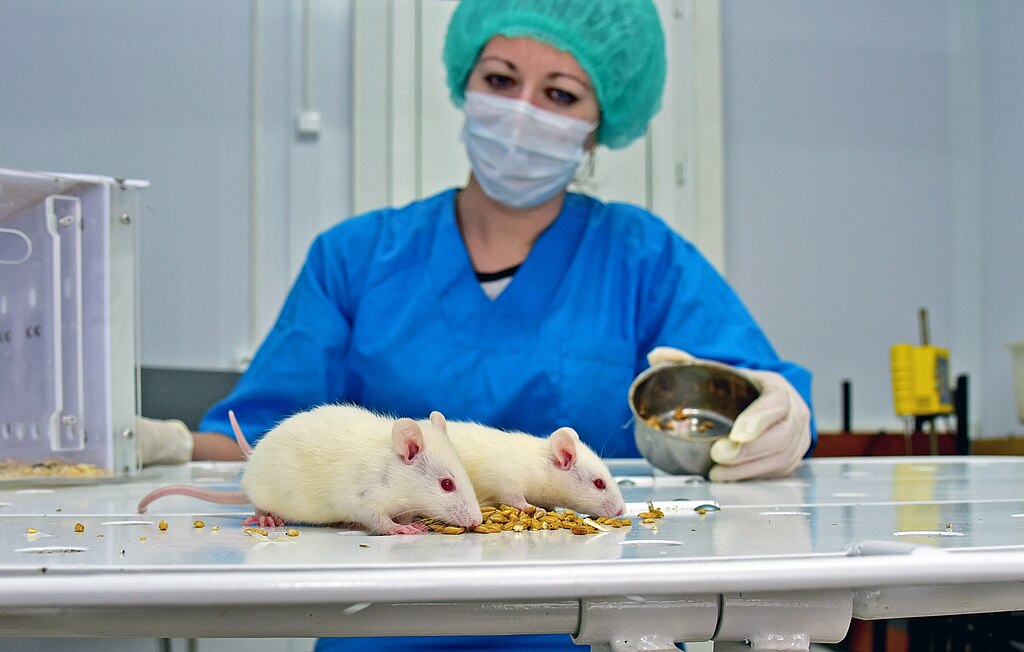 The Early Animal Testing of Penicillin: How Mice Helped Save Millions ...