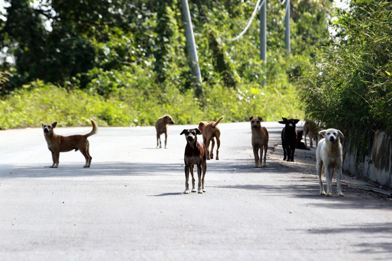 Sabah takes humane steps to control stray dog population
