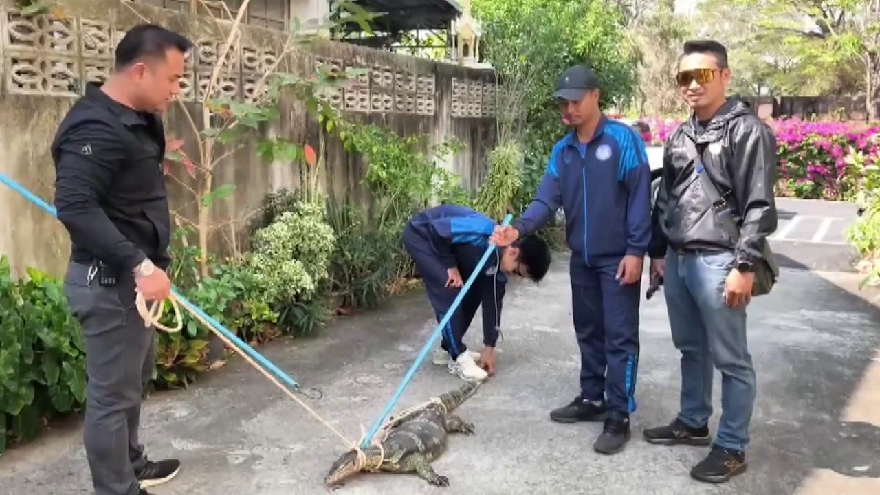 Huge wild monitor lizard caught in family's kitchen