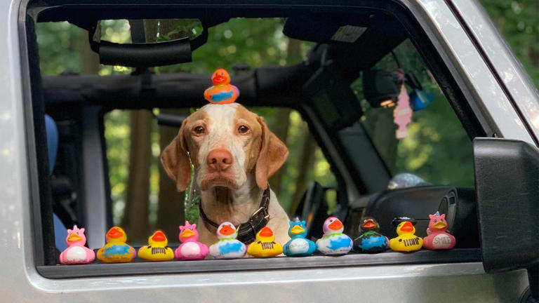 Jeep Ducks: What Is Jeep Ducking And How Did It Start?