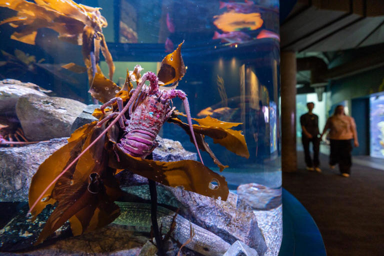 Long Beach aquarium spotlights 'real animals, real birds, real fish ...