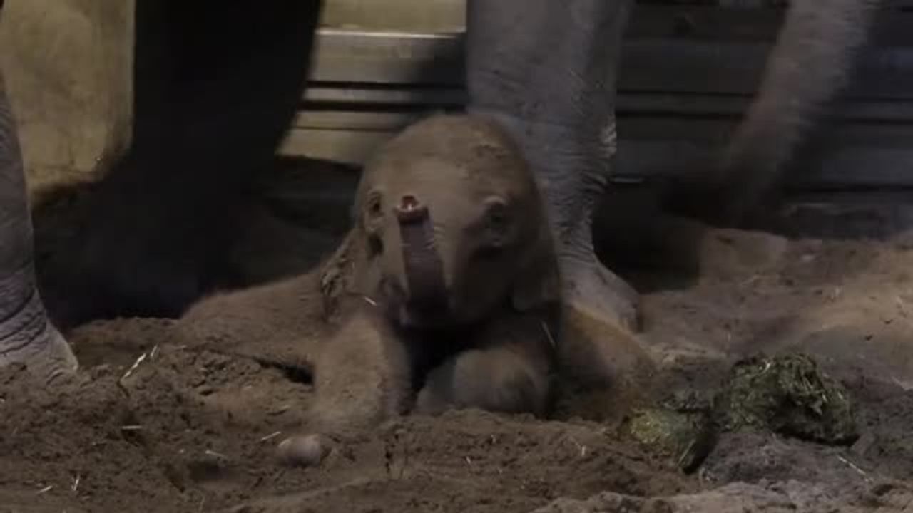 Adorable baby elephant takes first steps at Oregon Zoo