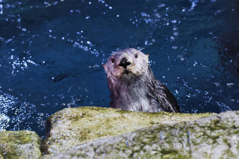 Long Beach aquarium spotlights 'real animals, real birds, real fish ...