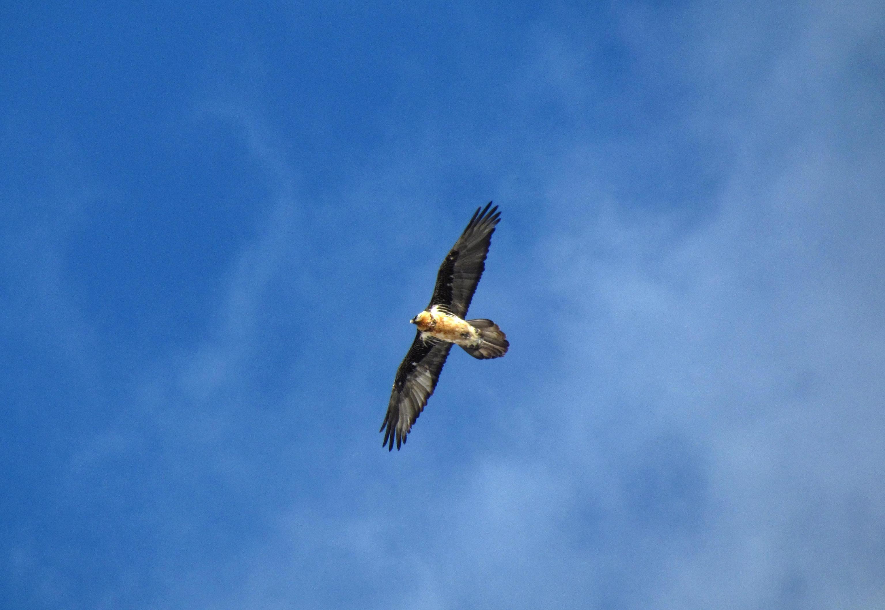 Il gipeto torna a nidificare in Piemonte