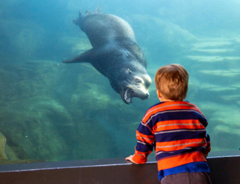 Long Beach aquarium spotlights 'real animals, real birds, real fish ...