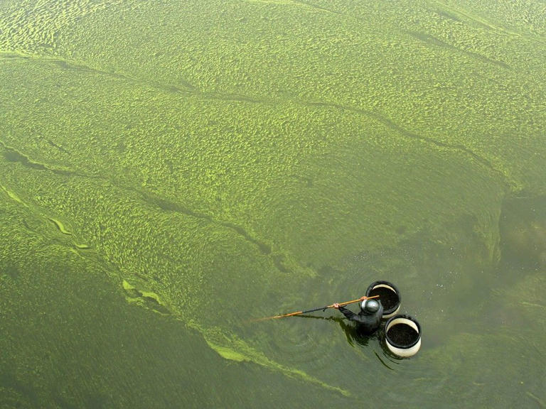 This green microscopic organism could be the next superfood, study says ...